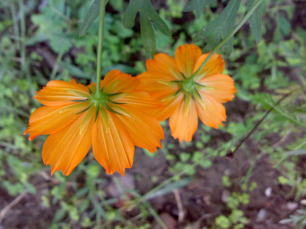 Orange Cosmos Flower | Project Noah