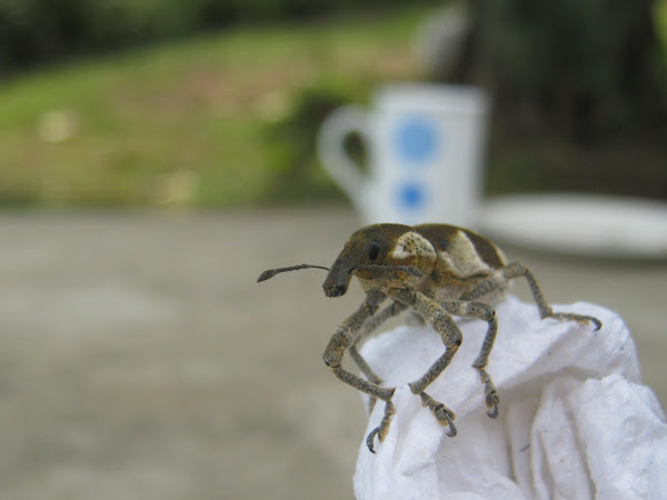 Beaded Weevil | Project Noah