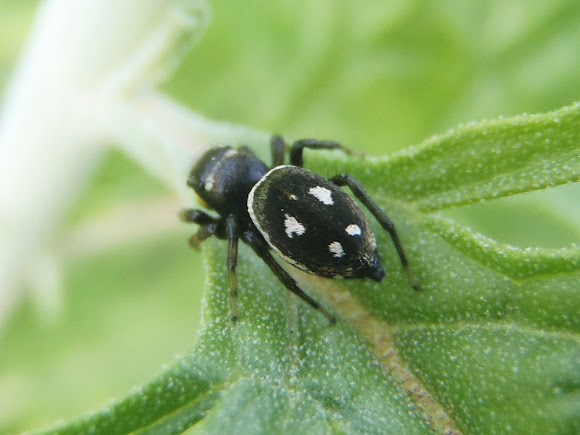 Jumping spider. Araña saltarina | Project Noah