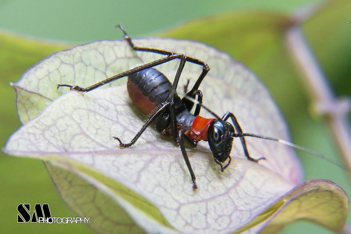 Ant mimicking katydid nymph | Project Noah