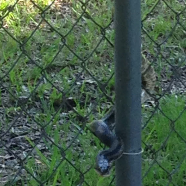 Western Rat Snake | Project Noah