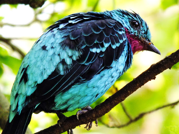 male Spangled Cotinga | Project Noah