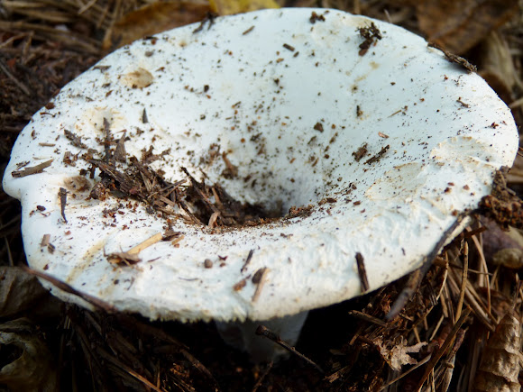 Short-stalked White Russula | Project Noah