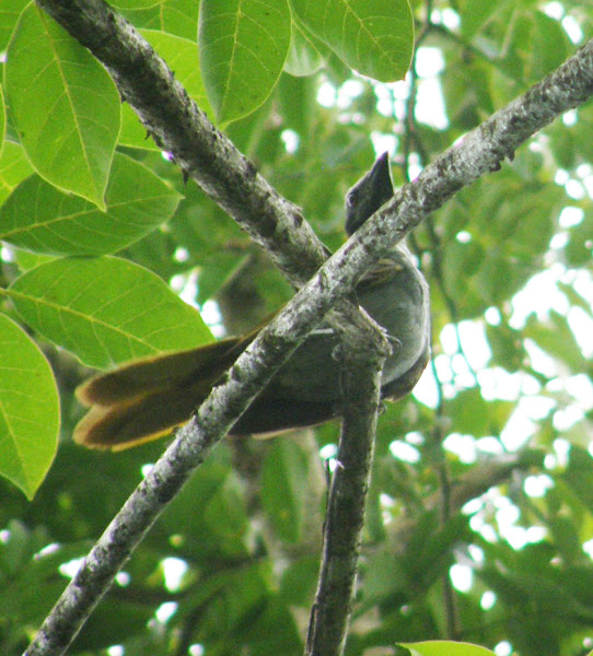 Black-headed saltator II | Project Noah