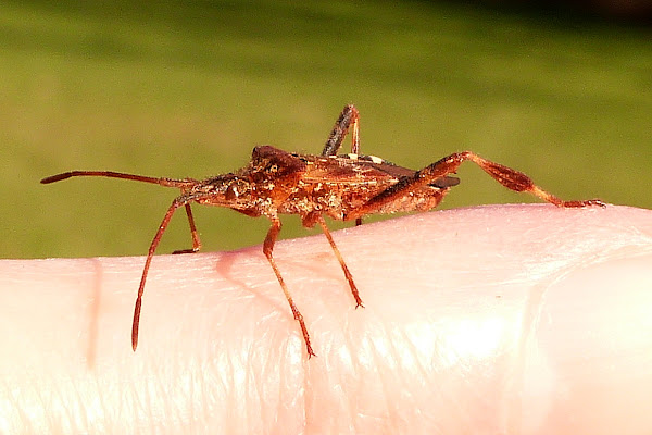 Western Conifer Seed Bug | Project Noah