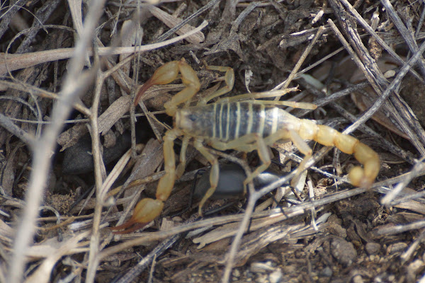 Northern Scorpion | Project Noah