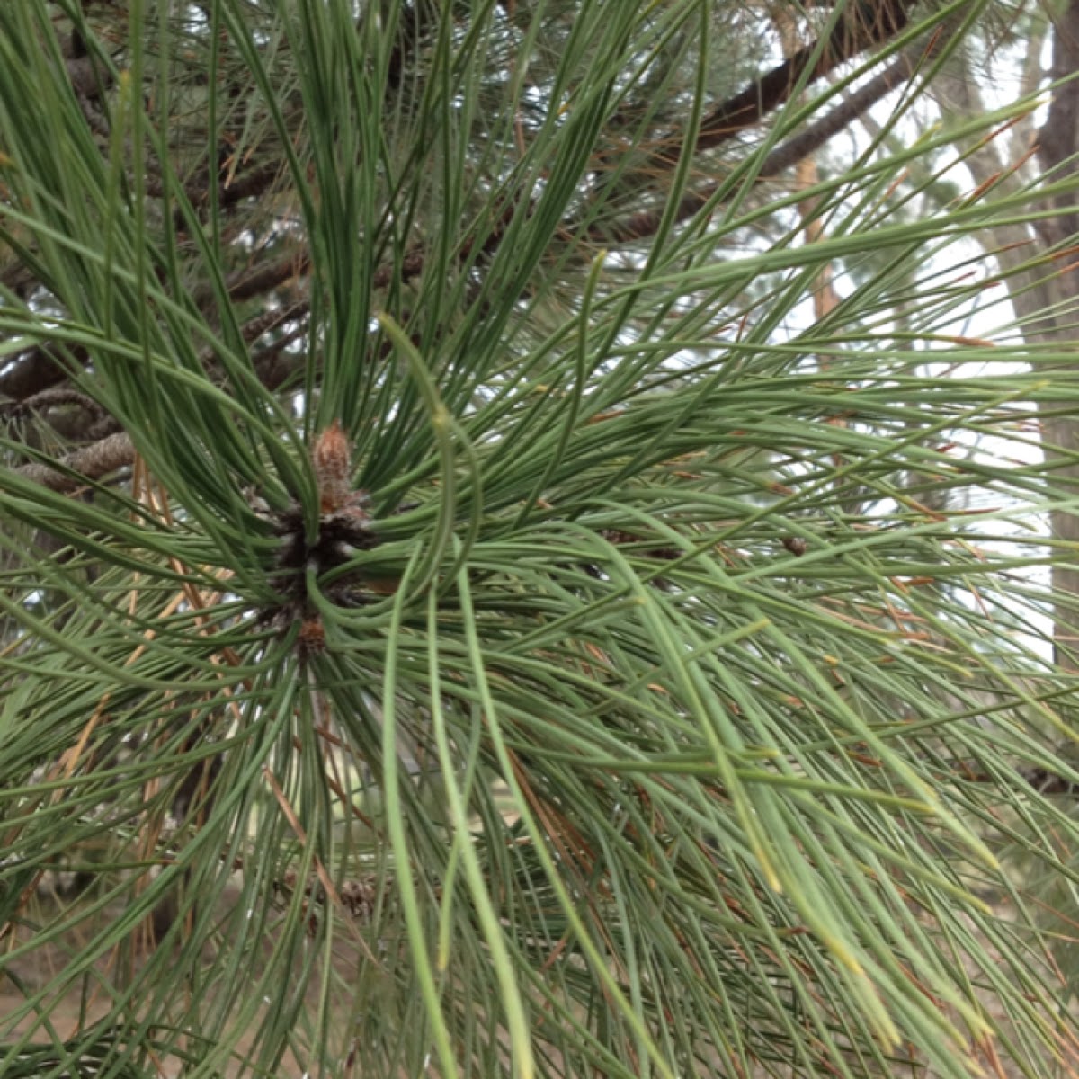 Red pine | Project Noah