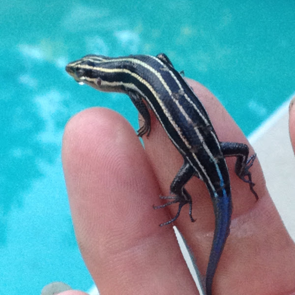 Blue tailed skink | Project Noah