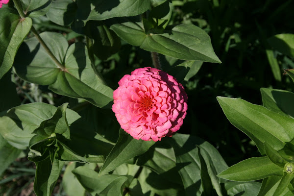 Zinnea | Project Noah