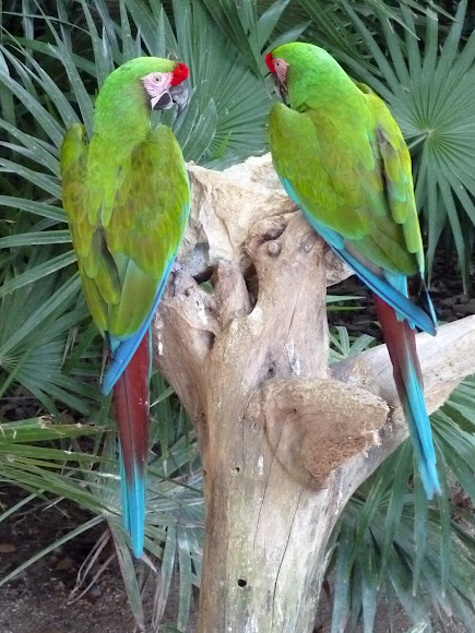 Military Macaw | Project Noah