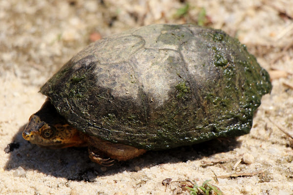 Common Musk Turtle | Project Noah