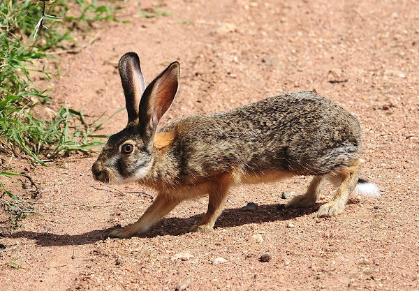 Hare, Cape Hare; Swahili - Sungura | Project Noah