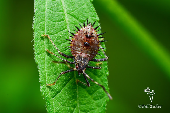 Helmeted Squash Bug Nymph | Project Noah