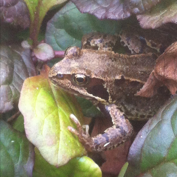 Common frog | Project Noah