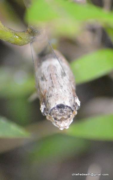 Common Mime caterpillar | Project Noah