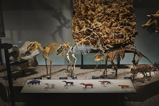 Palaeotherium sp. — Google Arts & Culture