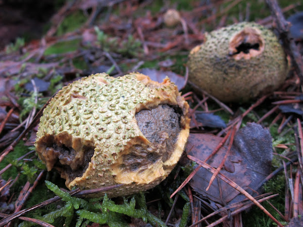 OPEN pigskin poison puffball | Project Noah