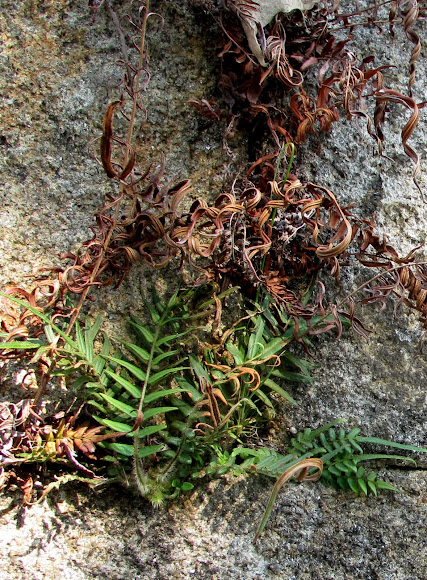 cliff brake | Project Noah