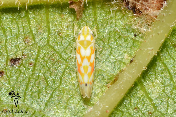 Western Grape Leafhopper