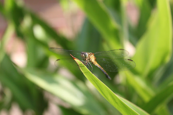 sabine's skimmer | Project Noah