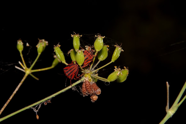 Graphosoma semipunctatum | Project Noah