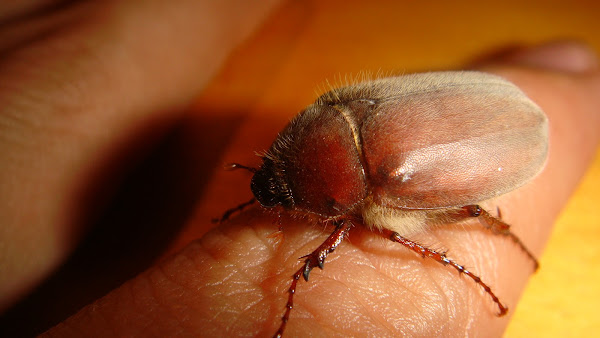 Mayate | Project Noah