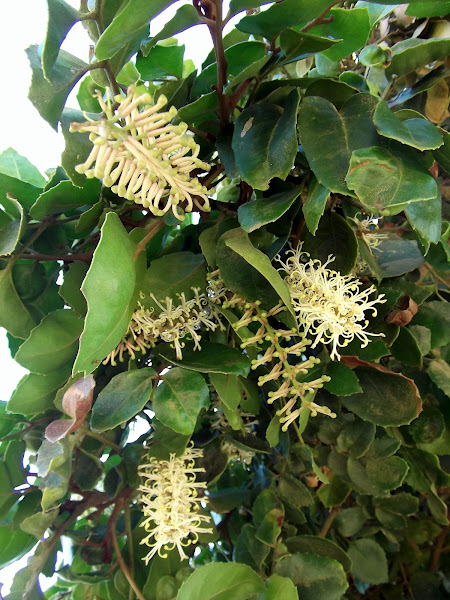 Avellano | Project Noah