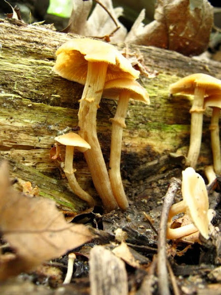 Mystery Mushroom 3 Project Noah