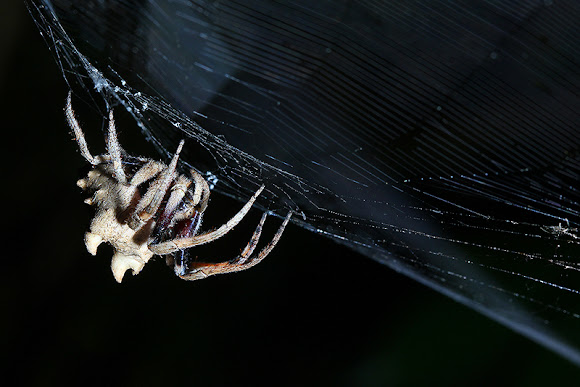 Tree Stump Spider | Project Noah