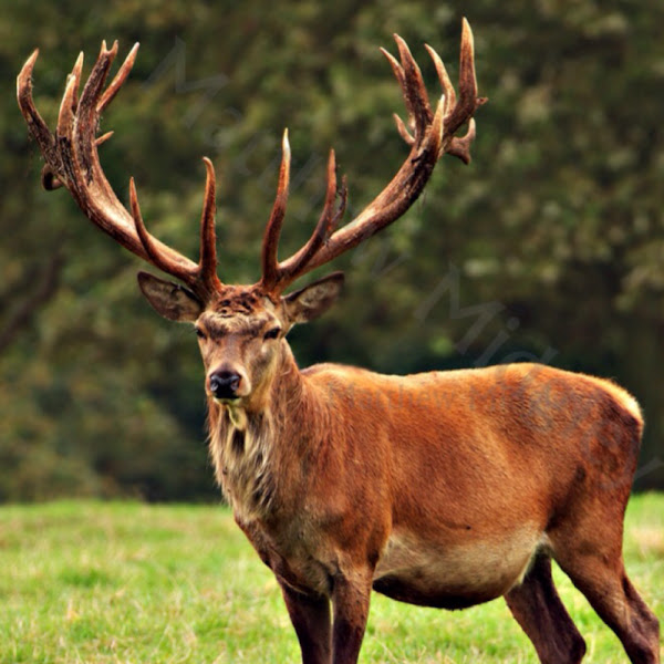 Reed deer | Project Noah