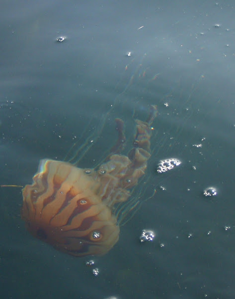 Compass Jellyfish | Project Noah