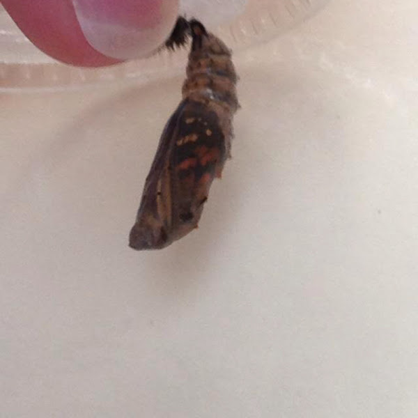 Chrysalis | Project Noah