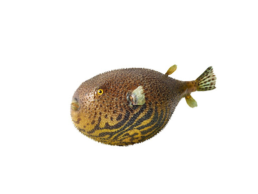 Lagocephalus lagocephalus oceanicus — Google Arts & Culture