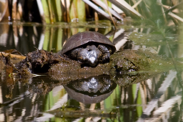 Western Pond Turtle | Project Noah