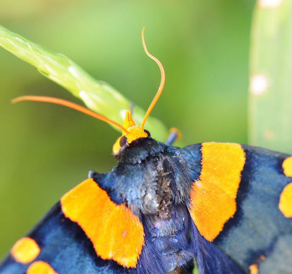 African Peach Moth | Project Noah