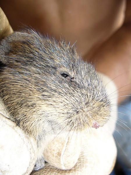 Vlei Rat | Project Noah