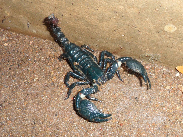 Asian Forest Scorpion | Project Noah