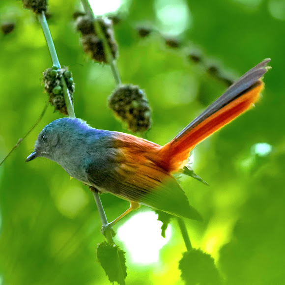 Blue-headed Fantail | Project Noah