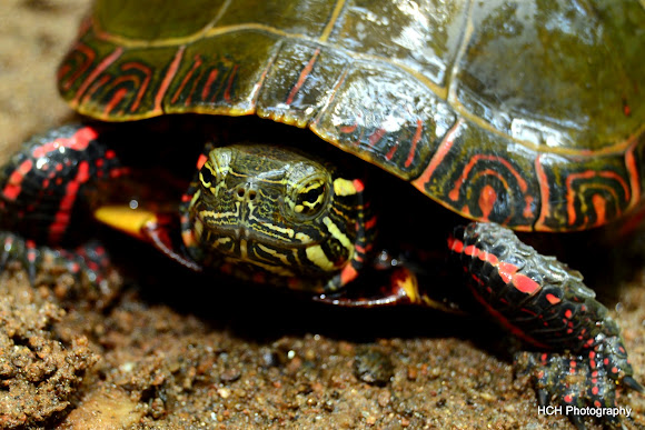 Painted Turtle | Project Noah