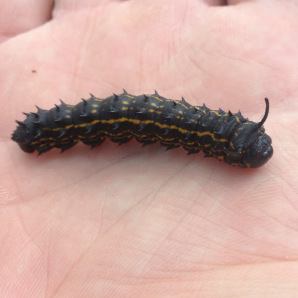 orange striped oakworm | Project Noah