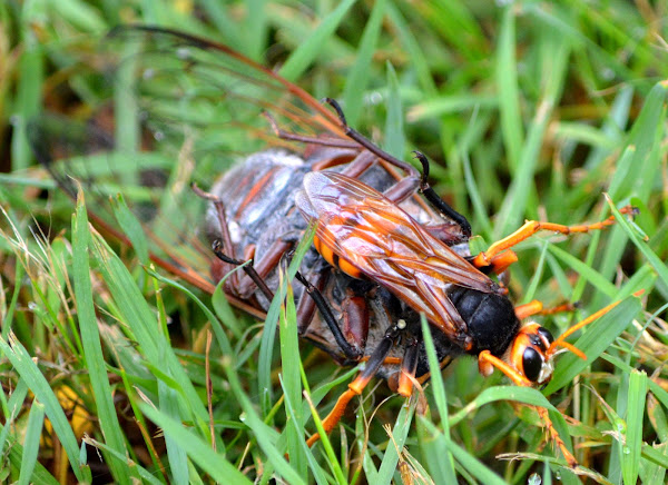 Australian Cicada Killer Wasp | Project Noah