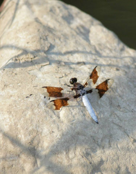 Common White Tail Skimmer | Project Noah