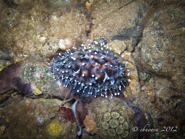 Tiger Cowry | Project Noah