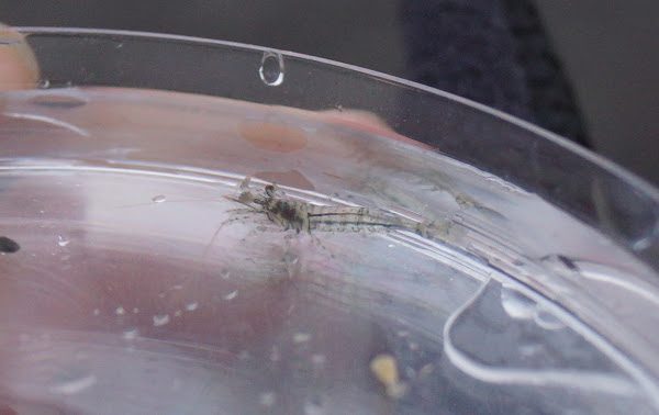 Red-banded Transparent Shrimp | Project Noah