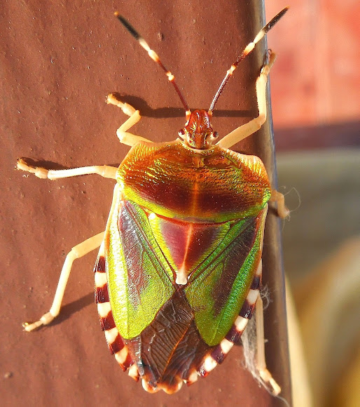 Mattiphus Shield Bug | Project Noah