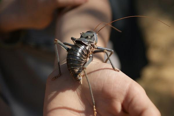 Armoured ground-cricket | Project Noah