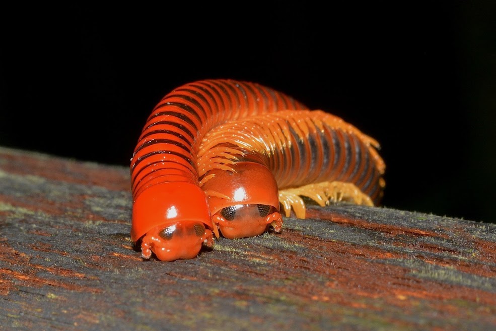 Red Millipedes | Project Noah