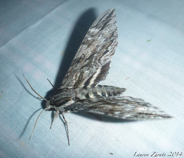 Hermit Sphinx Moth | Project Noah