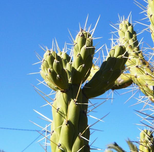 Cactus | Project Noah