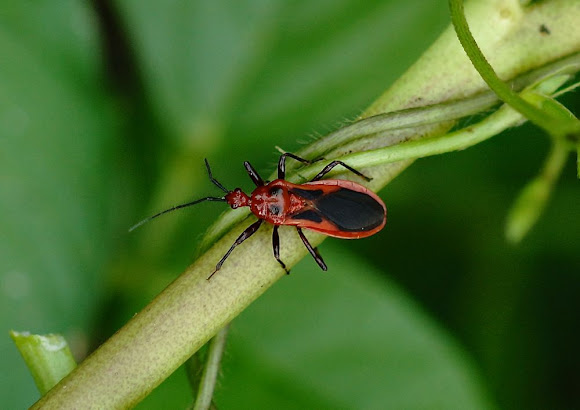 Assassin Bug | Project Noah